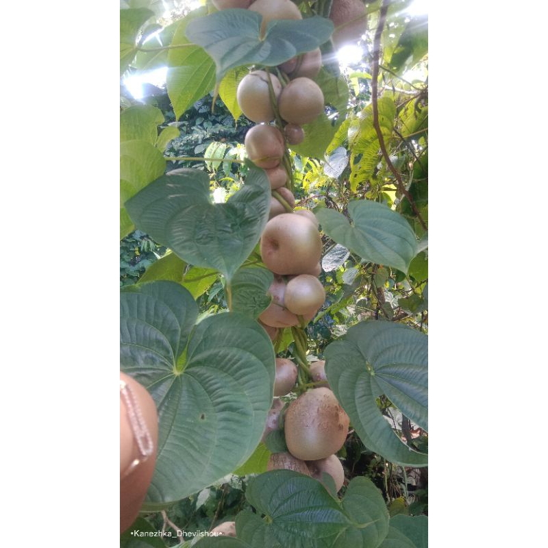 Jual Kentang Udara 1 kg/ Kentang rambat/ air potato / gembolo | Shopee ...