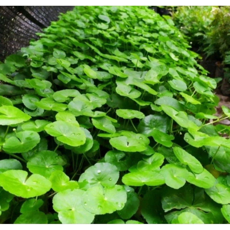 Jual pegagan segar 1kg antanan segar | Shopee Indonesia