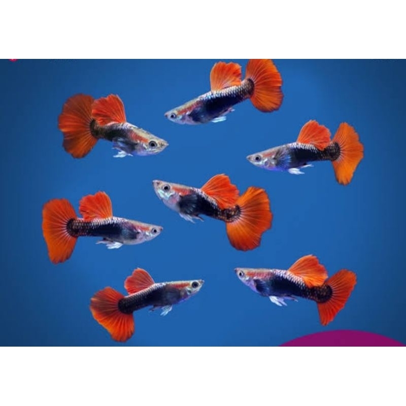 Jual ikan Guppy Hb rose 1 paket isi 10ekor | Shopee Indonesia