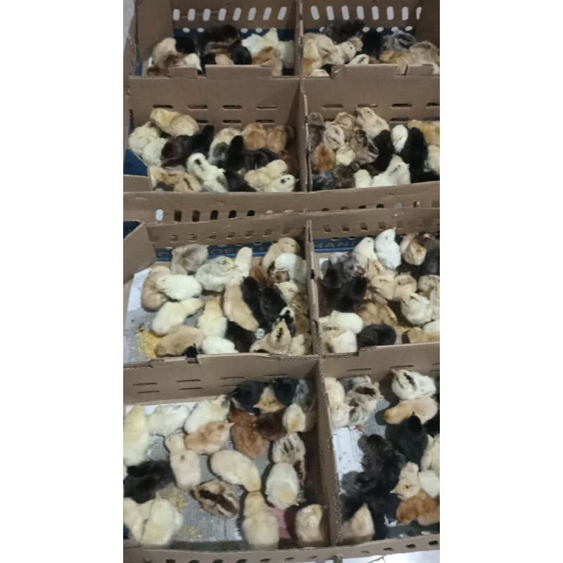 Jual 10 ekor Doc AKA bibit anak ayam kampung asli aka | Shopee Indonesia