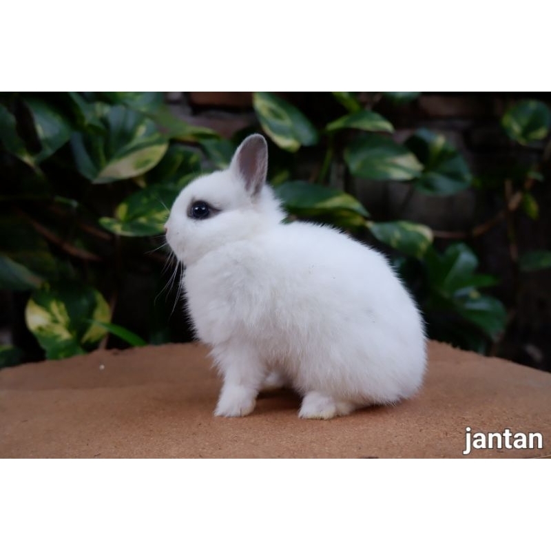 Jual Kelinci Hias Netherland Dwarf (KKrabbit Yogyakarta) | Shopee Indonesia