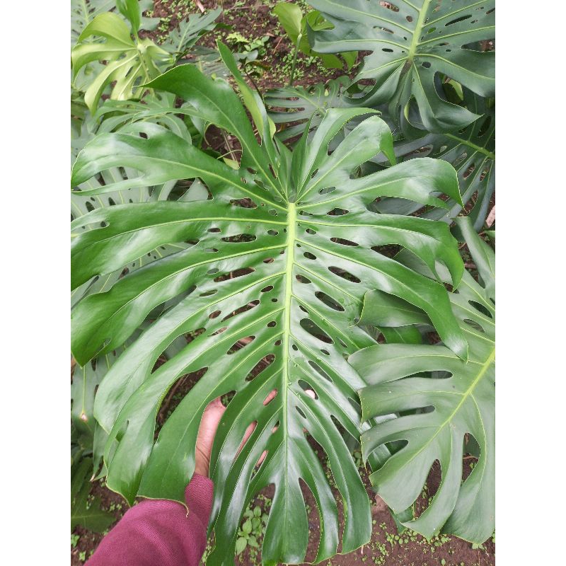 Jual Tanaman Hias Monstera King Deliciosa, borsi, brazil | Shopee Indonesia