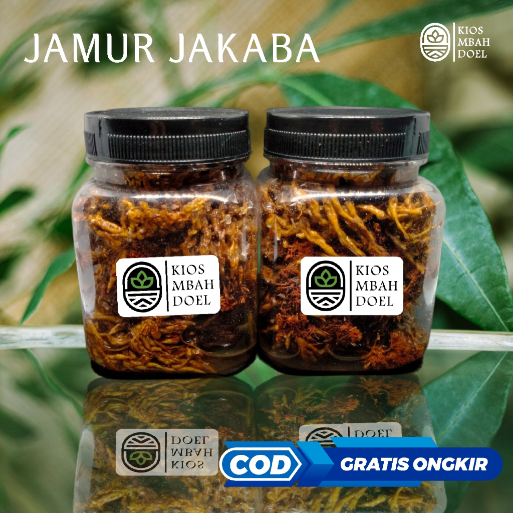 Jual JAKABA BIBIT BIANG JAMUR KEABADIAN COCOK UNTUK TANAMAN HIAS ...