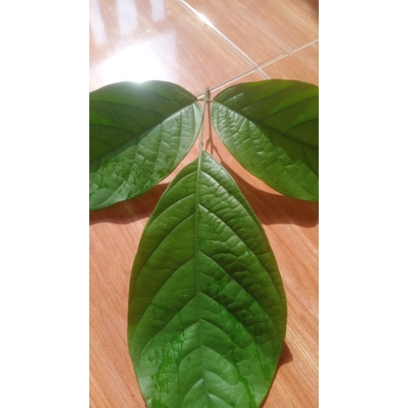 Jual Daun dukuh segar | Shopee Indonesia