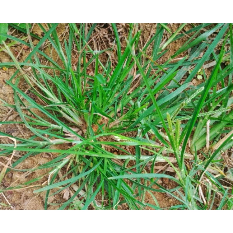 Jual Rumput belulang atau daun jampang segar 1 kg-az | Shopee Indonesia