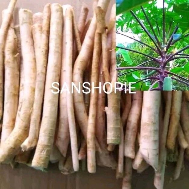 Jual Akar Pepaya Ungu Pepaya Wulung Segar 1 kg | Shopee Indonesia