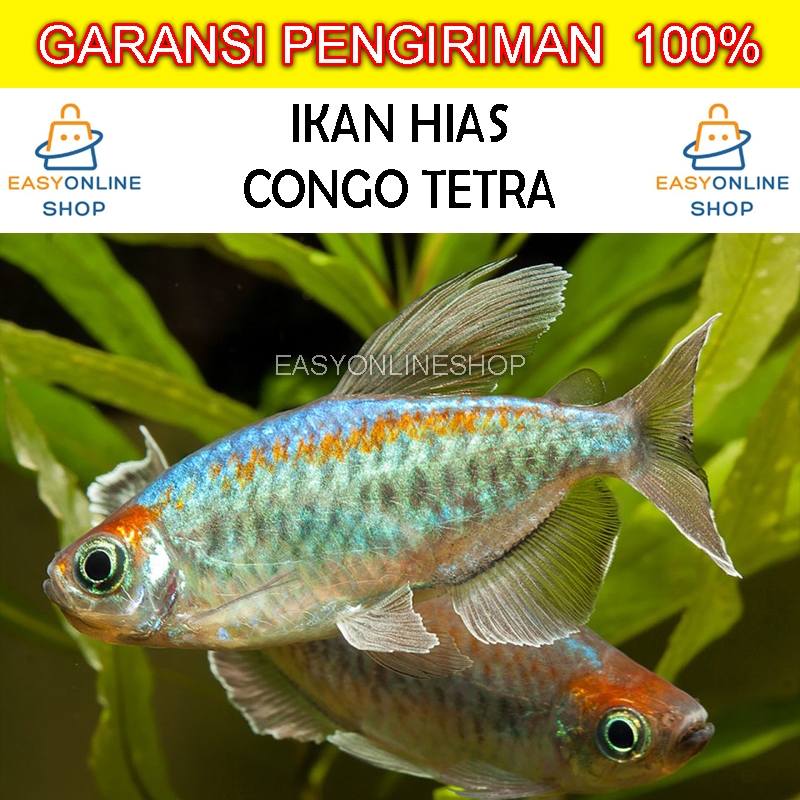 Jual Congo Tetra Ikan Aquascape | Shopee Indonesia