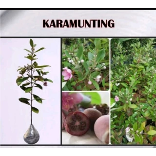 Jual Buah Karamunting Terlengkap & Harga Terbaru Maret 2026 | Shopee ...