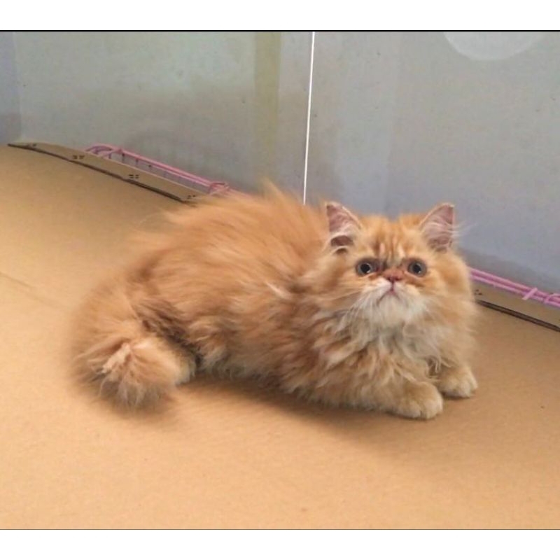 Jual Kucing Persia Oren Peaknose |Free Ongkirs dan Keranjang | Shopee ...