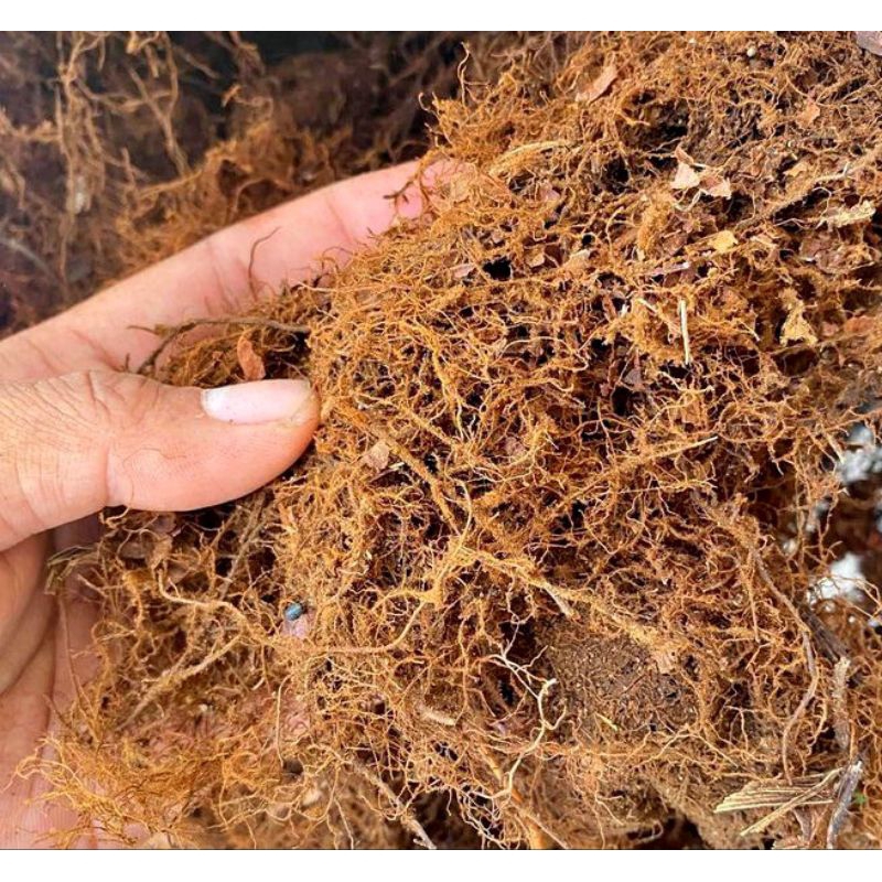 Jual Akar Kadaka Moss Hitam Akar Kadaka Sterill 500gr | Shopee Indonesia