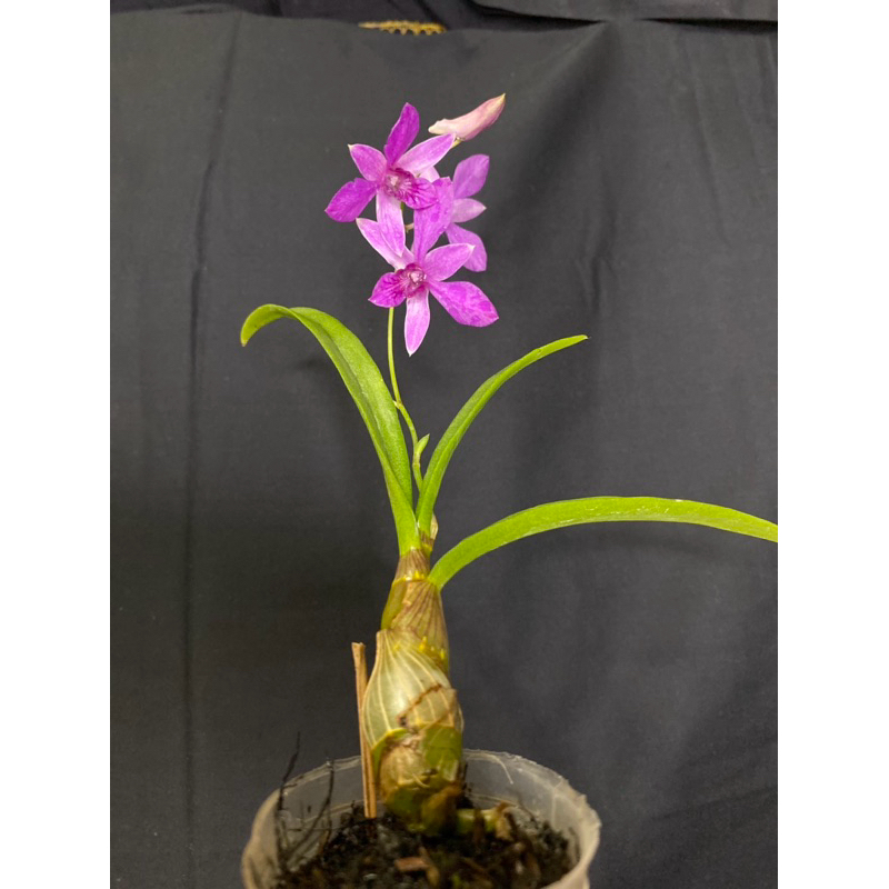 Jual anggrek dendrobium mini gem (bigibum x caronii) | Shopee Indonesia