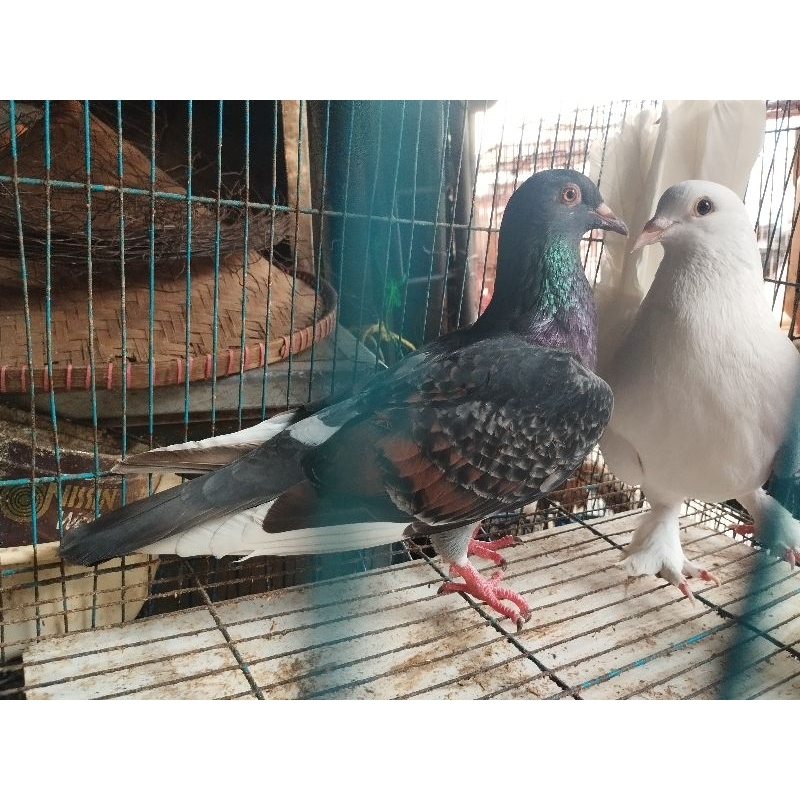 Jual Burung Dara Burung Merpati Sepasang Merpati Bandung | Shopee Indonesia