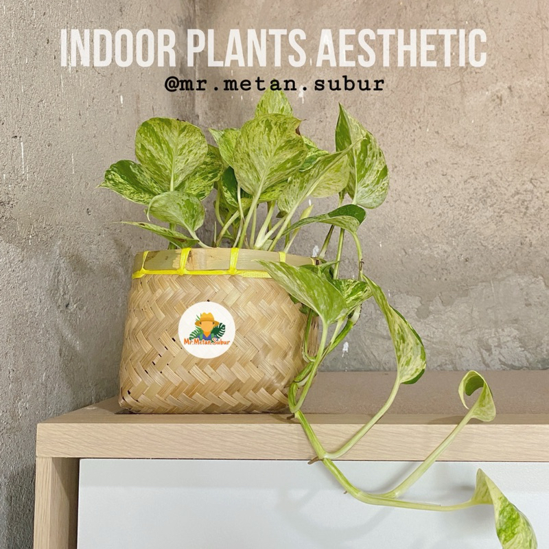 Jual Indoor plants pothos ( tanaman ) estetik penghasil oksigen indoor ...