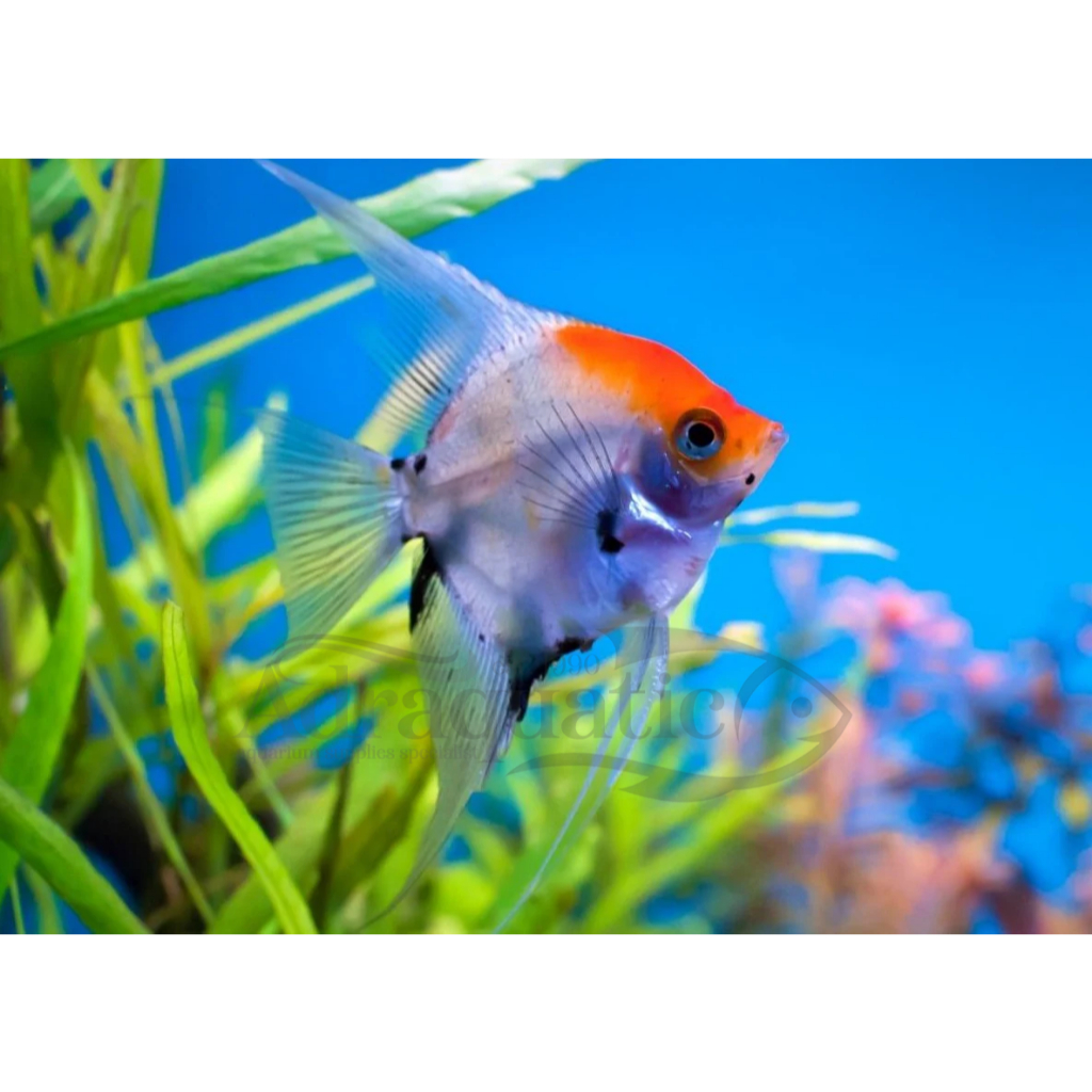 Jual (INSTANT BANDUNG) IKAN HIAS MANFISH SRD SUPER RED DEVIL ANGELFISH ...