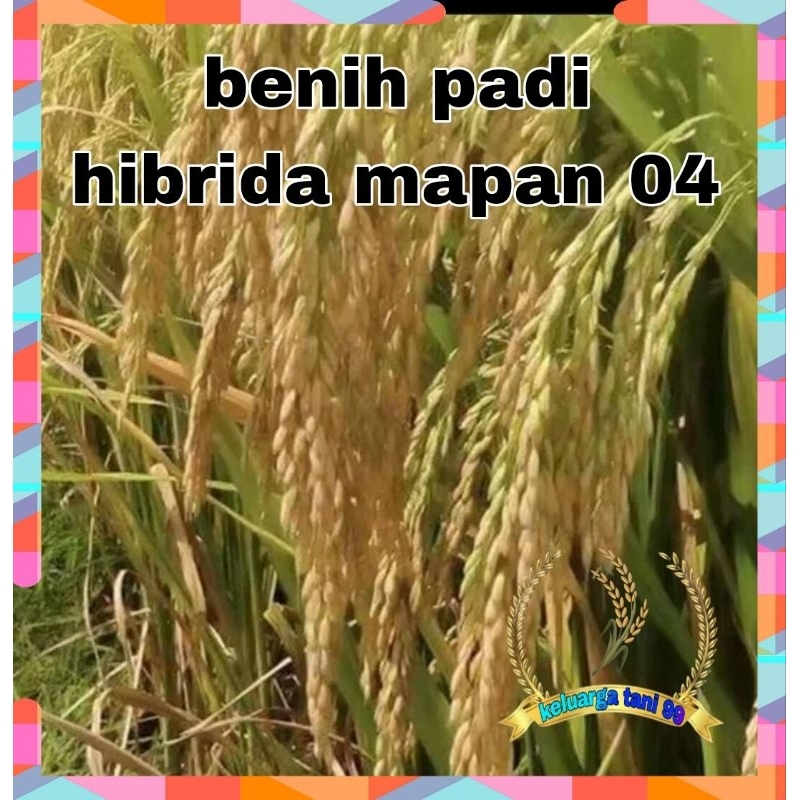 Jual BENIH BIBIT PADI SUPER MAPAN 04 1kg original | Shopee Indonesia