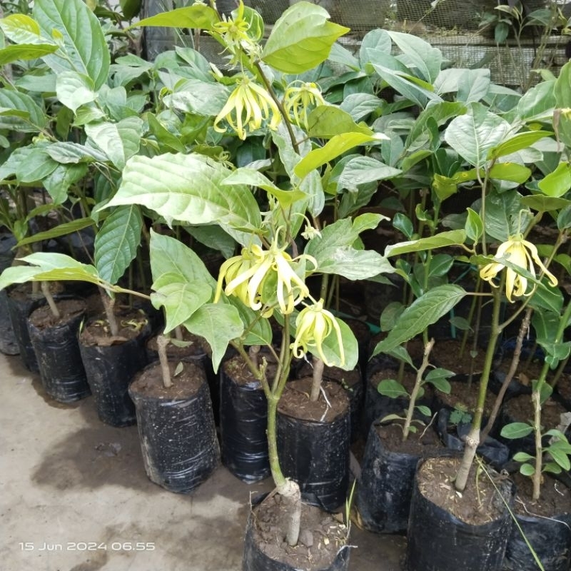 Jual Pohon kenanga berbunga | Shopee Indonesia
