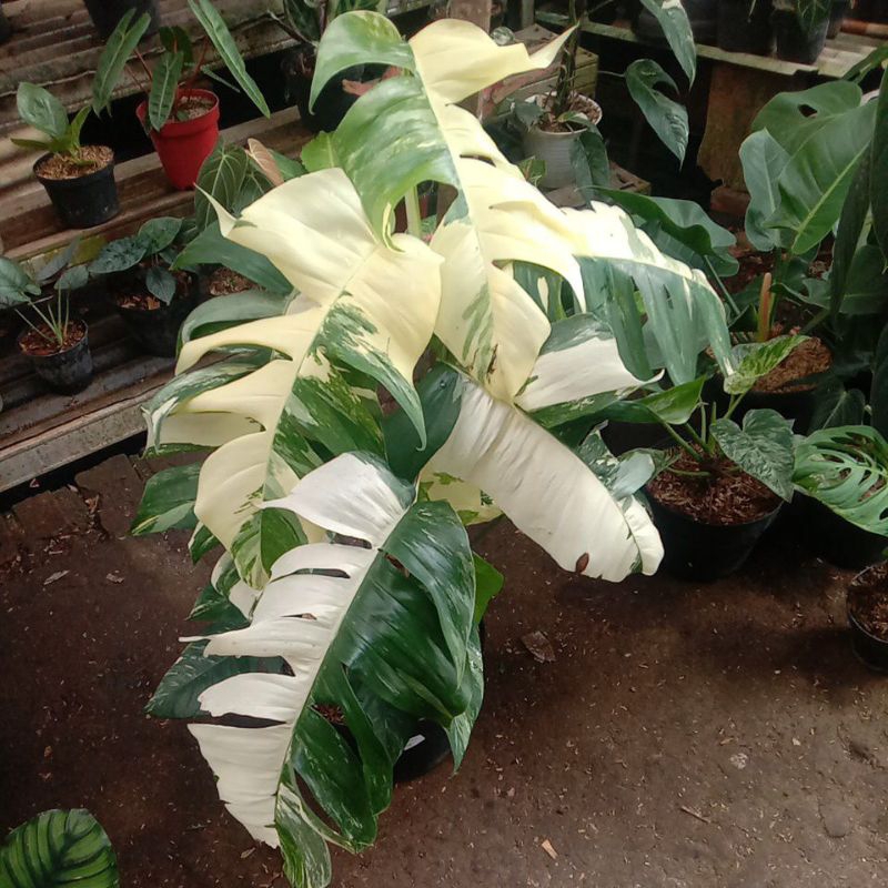 Jual Tanaman hias epip var gede(cargo) | Shopee Indonesia
