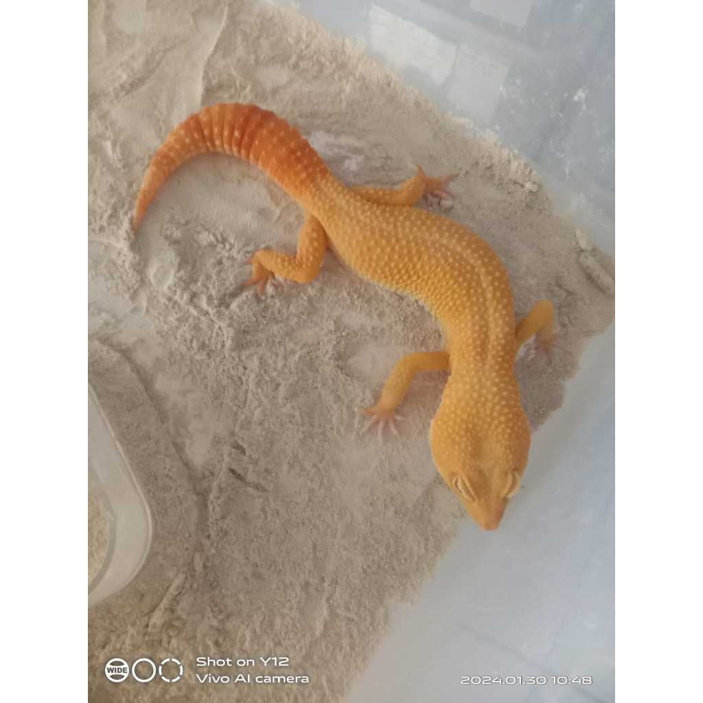 Jual Dolomit Alas kandang Gecko 2 Kg Bersih Putih Halus | Shopee Indonesia