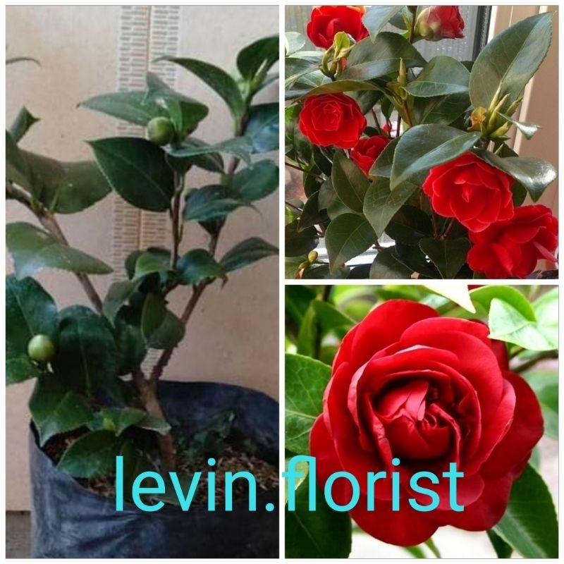 Jual Camellia japonica red / camelia kamelia merah tumpulk / bibit ...