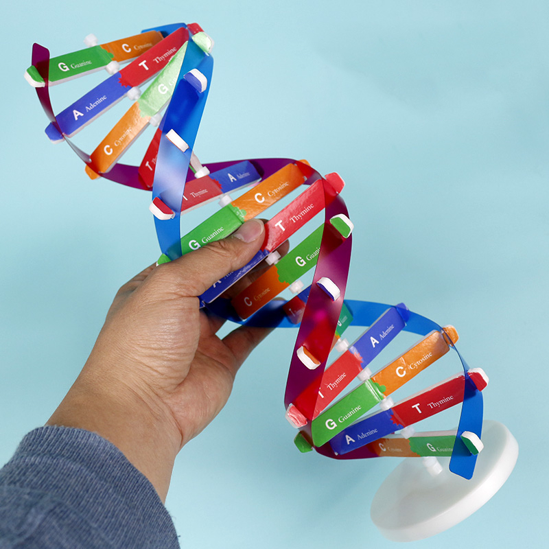 Jual Model DNA Human Genes DNA Models Double Helix Science ...