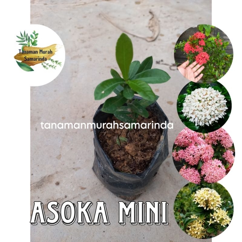 Jual TMS~ Bunga Asoka Merah Asoka pink Asoka putih Asoka kuning Mini ...