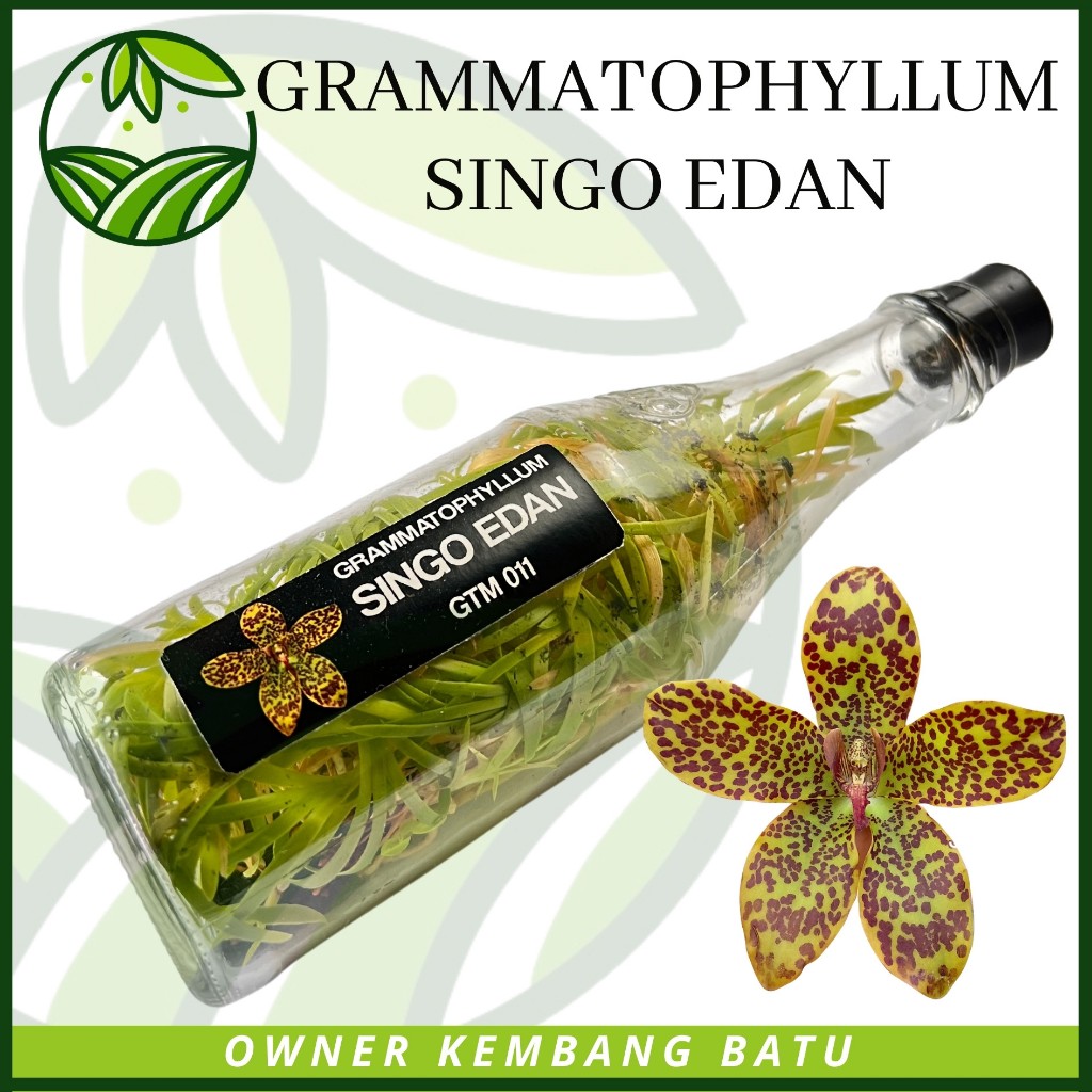 Jual Anggrek Gramma Botolan SINGO EDAN Warna Totol Cantik Rare ID ...