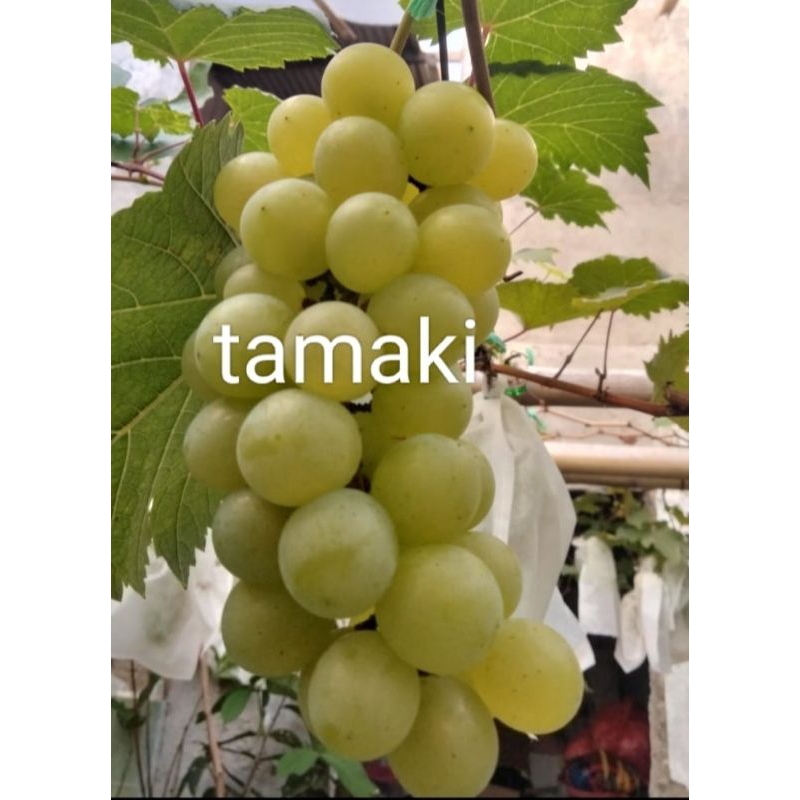 Jual BIBIT ANGGUR JENIS TAMAKI DI JAMIN 100% VALID | Shopee Indonesia Jual BIBIT ANGGUR JENIS TAMAKI DI JAMIN 100% VALID | Shopee Indonesia