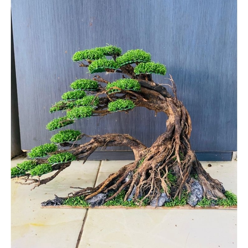 Jual Bonsai Aquarium/Bonsai Aquascape/Bonsai Rasio/Bonsai Moss/Bonsai ...