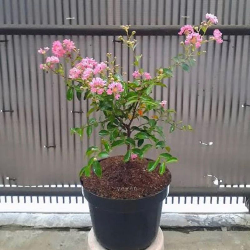 Jual ( BISA COD ) PROMO! Tanaman Hias Bunga Sakura Siap Berbunga Pohon ...