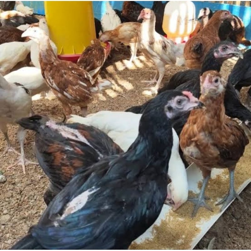 Jual Ayam kampung umur 3 bulan | Shopee Indonesia