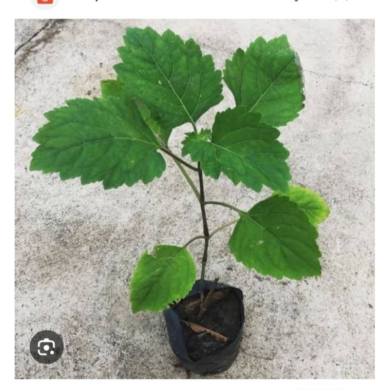 Jual Bibit Herbal NILAM WANGI | NILAM MINYAK ASIRI | POGOSTEMON CAPLAIN ...