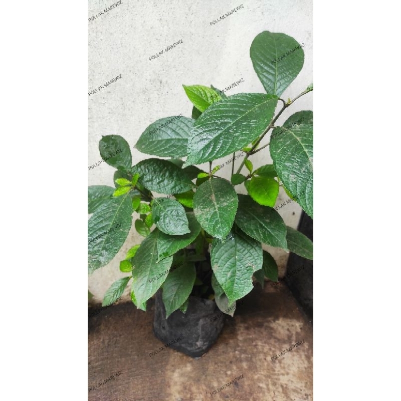 Jual tanaman keji beling/pecah beling | Shopee Indonesia