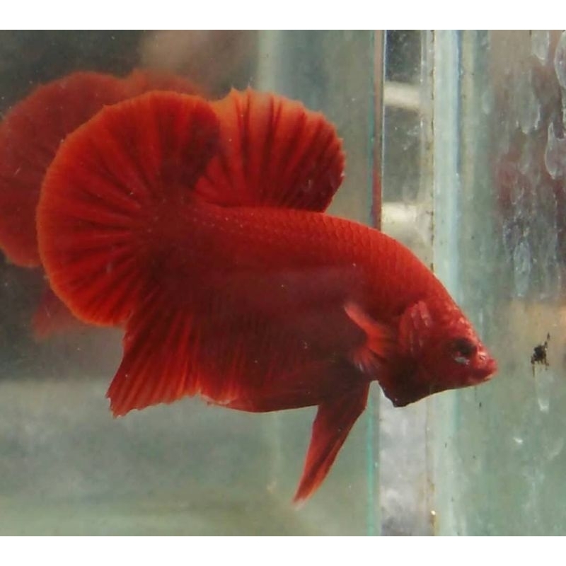 Jual Hiasan aquarium cupang plakat super red | Shopee Indonesia