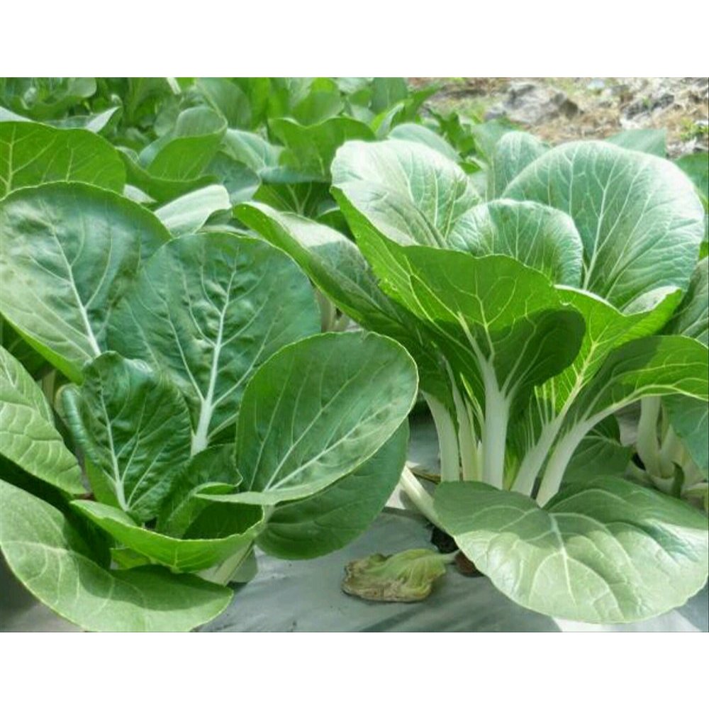 Jual Caisim Sawi Hijau Ijo Chinese Flower Cabbage 1 kg | Shopee Indonesia