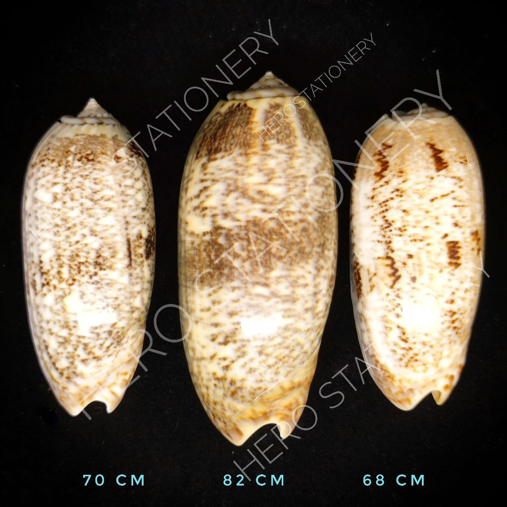 Jual Cangkang shell rumah keong siput Oliva miniacea | Shopee Indonesia