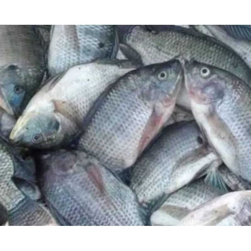 Jual ikan nila segar 500gr | Shopee Indonesia