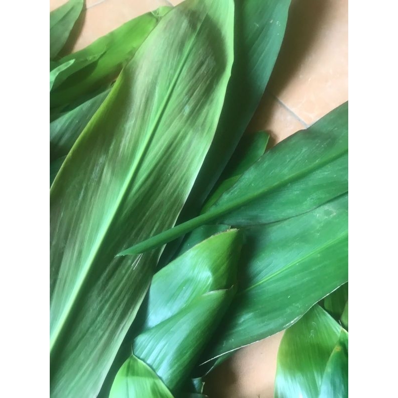 Jual DAUN HANJUANG HIJAU DAUN BACANG (1 kg) | Shopee Indonesia