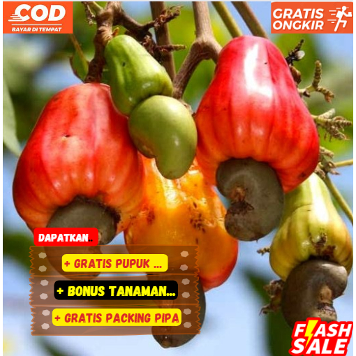 Jual Bibit / Pohon Jambu METE | Mede ( Jambu Monyet ) Super Unggul ...