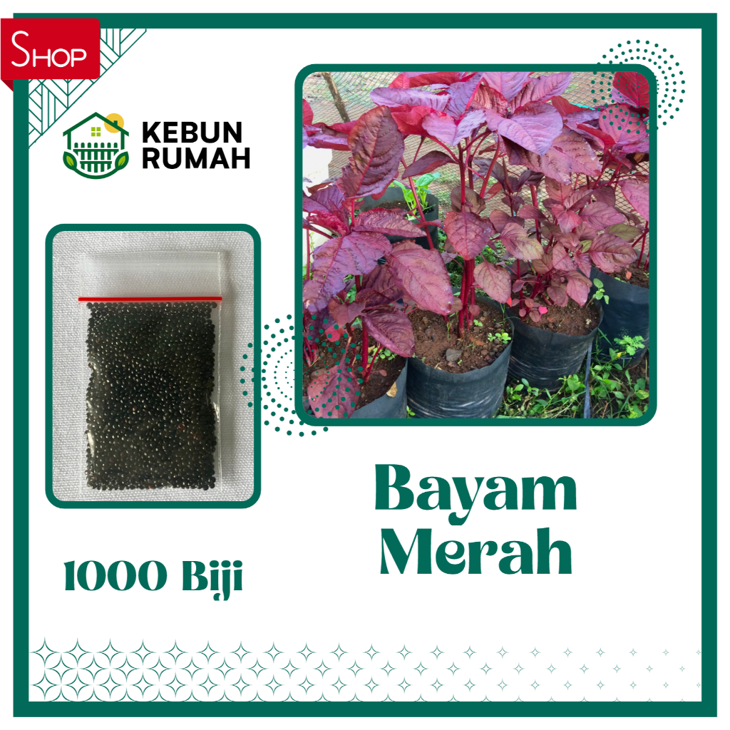 Jual Benih Bayam Merah 1000 Bibit Biji Sayur Sayuran Hidroponik Unggul ...