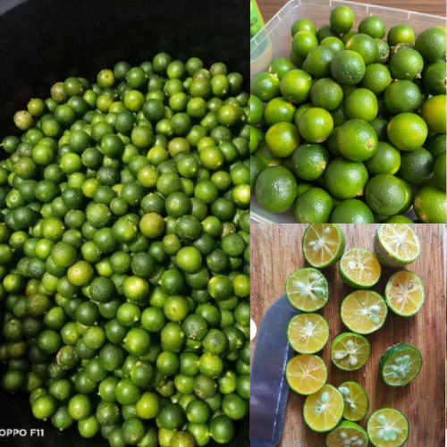 Jual 1 kg Sonkit / Jeruk Kasturi / Kalamansi / Lemon cui / Jeruk Kunci ...