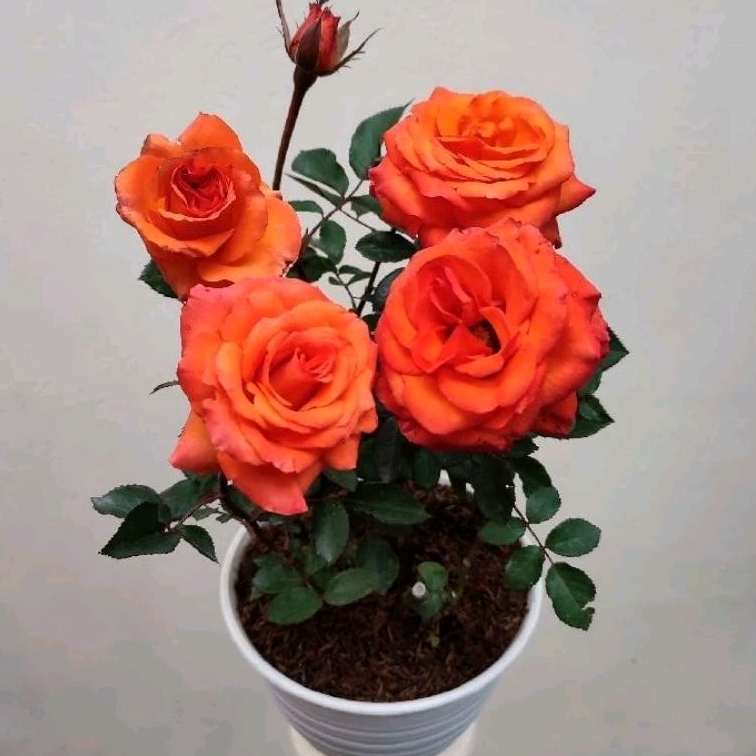 Jual Bunga Mawar Super Wangi | Hidup Variasi 9 Warna | Produk ...