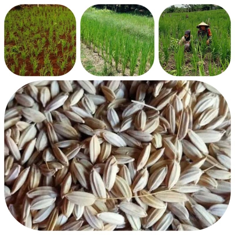 Jual Benih padi darat / benih padi huma / benih padi ladang 500 gram ...