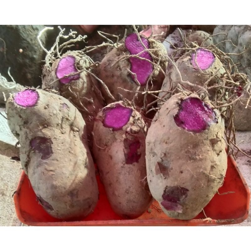 Jual Umbi Ungu / Uwi Ungu / Talas Keribang / Thaisu / Tuace / Keladi ...