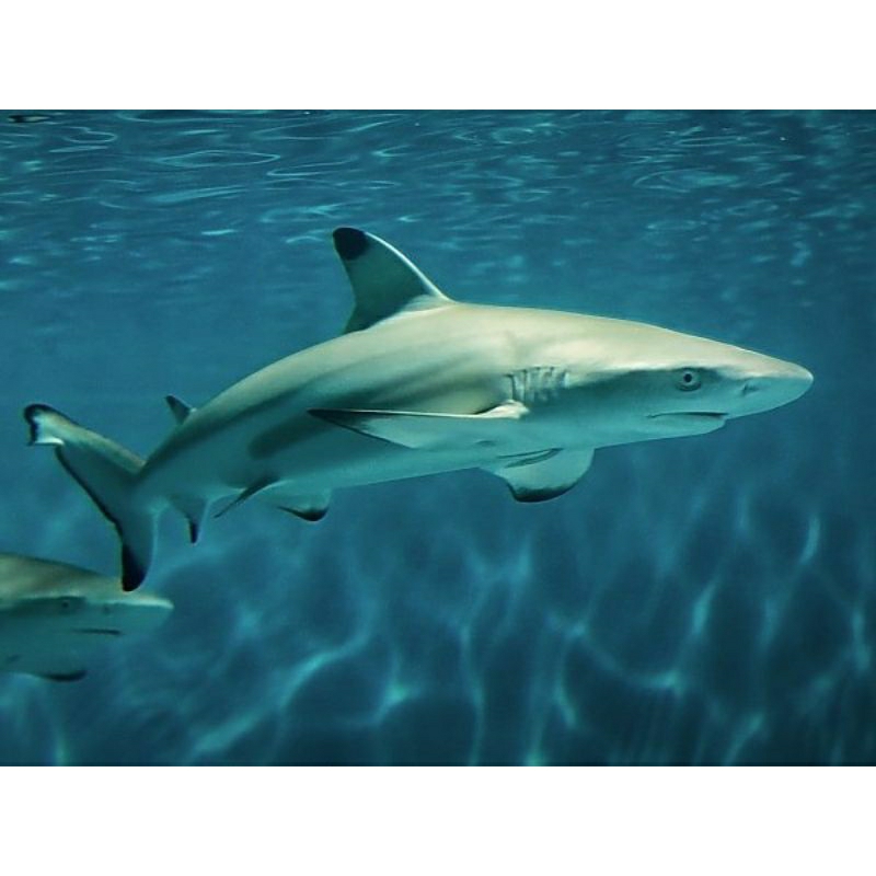 Jual HIU BLACKTIP/ PREDATOR LAUT | Shopee Indonesia