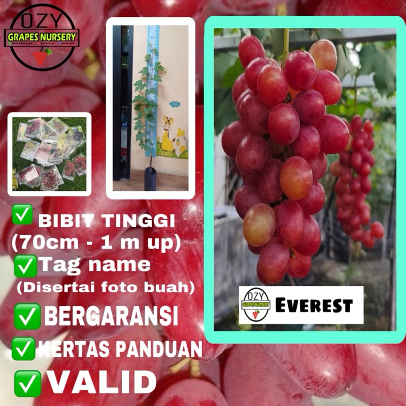 Jual Bibit anggur EVEREST | Shopee Indonesia