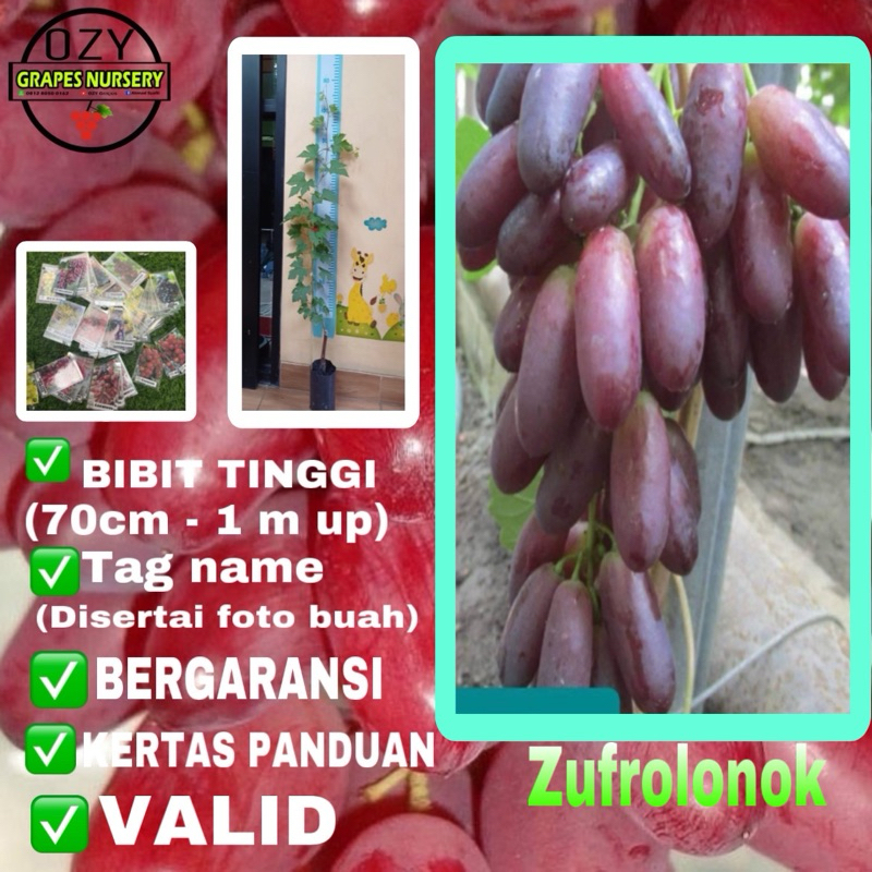 Jual BIBIT ANGGUR IMPORT ZUFRALONOK besar garing dari indukan yang ...