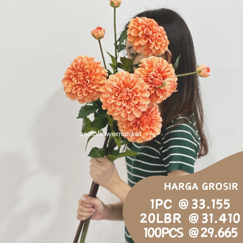 Jual GOMPIE FLOWER CRYSANTEMUM BALL BUNGA DECOR HIAS BUNGA TANAMAN HIAS ...