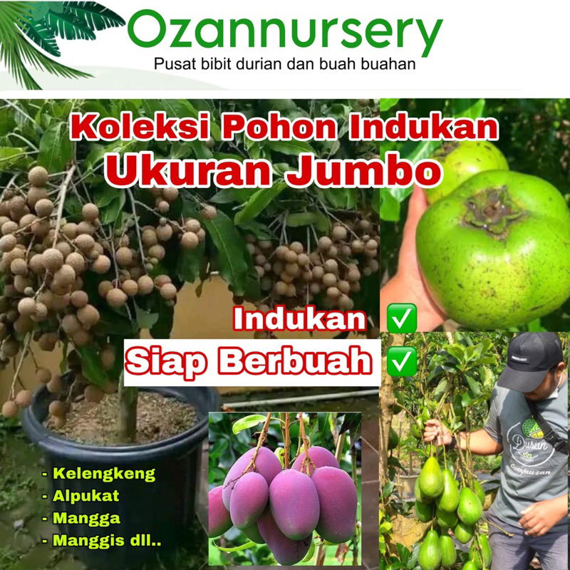 Jual Pohon Besar 1,5m sd 2m Rimbun Siap Berbuah Di pot , kelengkeng New ...