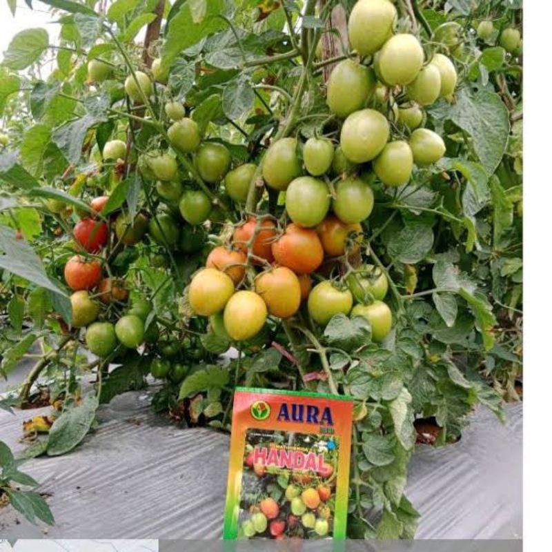 Jual Benih Bibit Tomat Handal F1 (Perawatan Mudah, Produksi Tinggi ...