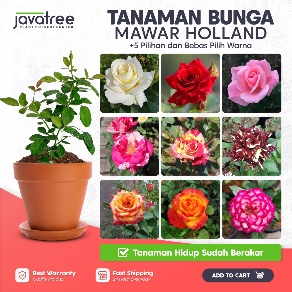 Jual JAVATREE - Paket Bibit Tanaman Bunga Mawar Ecer Warna Sudah ...